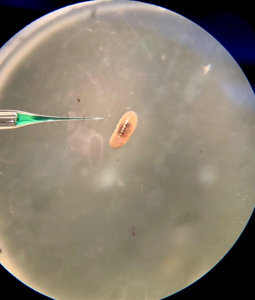 Bacterial – Ant interaction: Presidential Fellow Minahil Sami’s Summer ...