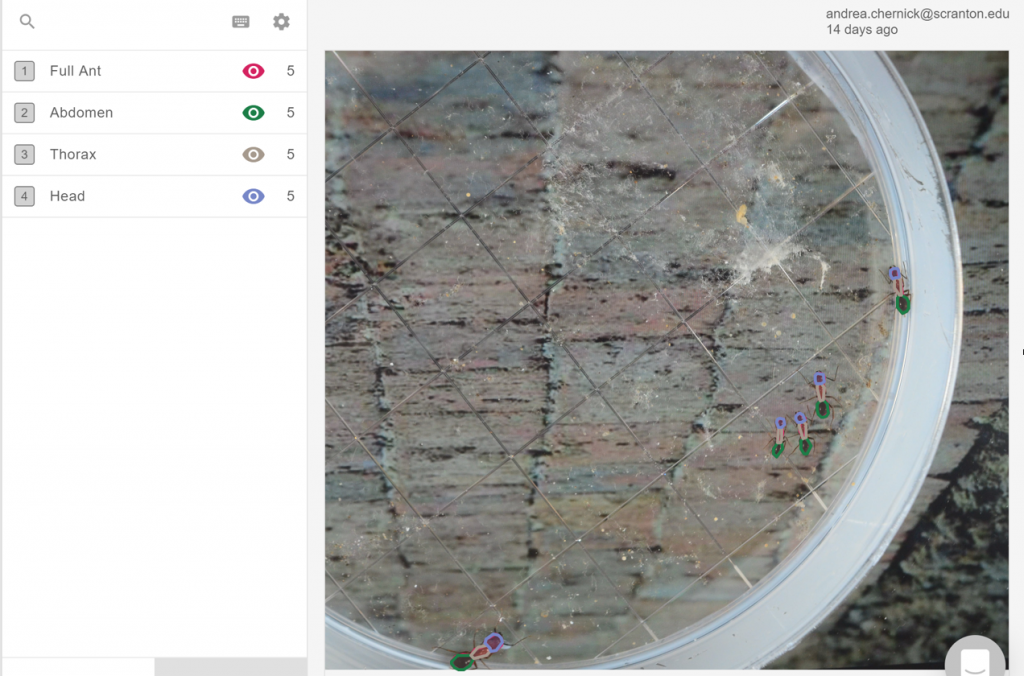 The Ant People of Scranton | Department of Biology News and Blogs