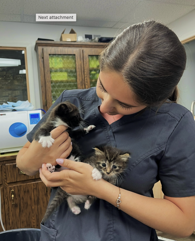 Indraloka Animal Sanctuary – The Royal Experience Summer Internship Program