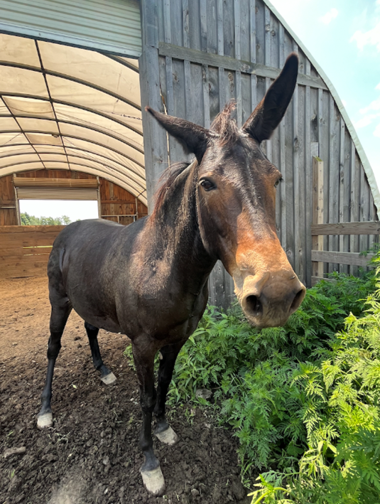 Interning at Indraloka; A Place Where All Animals are Loved – The Royal ...
