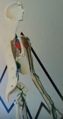 Anatomy In Clay – Human Anatomy and Physiology